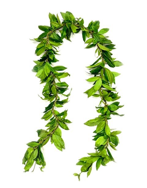 Maile Lei Shipped Direct from the Hawaiian Rainforest | Hawaii Flower Lei