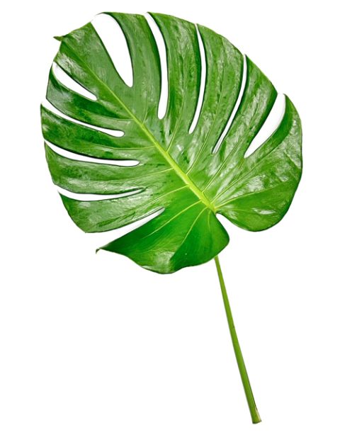 Fresh Monstera Leaf: Bunch of Ten | Hawaii Flower Lei